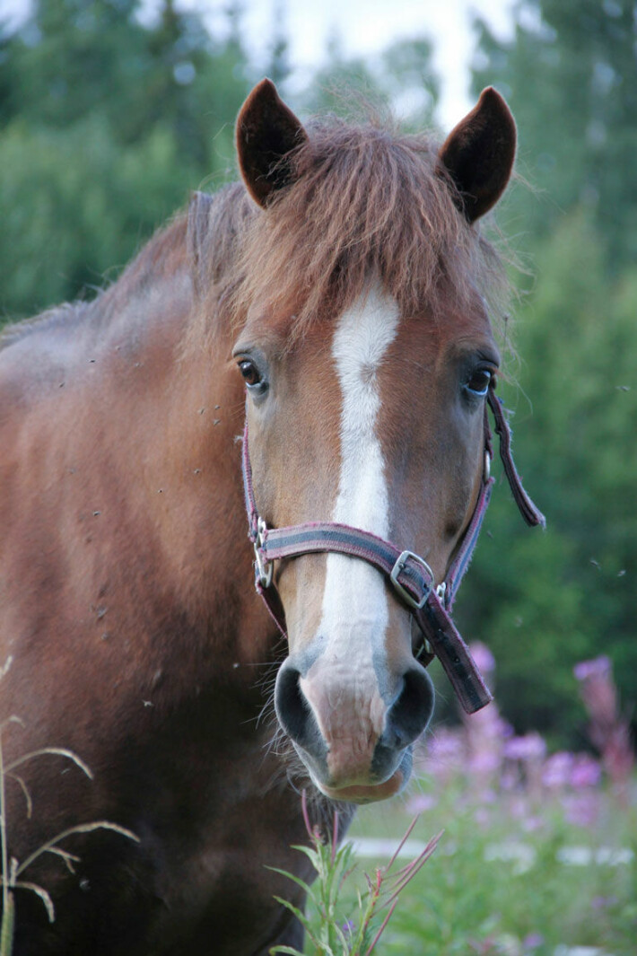 Arjen sankariteko: Maatalousmessujen possuista piti tulla jätettä ...