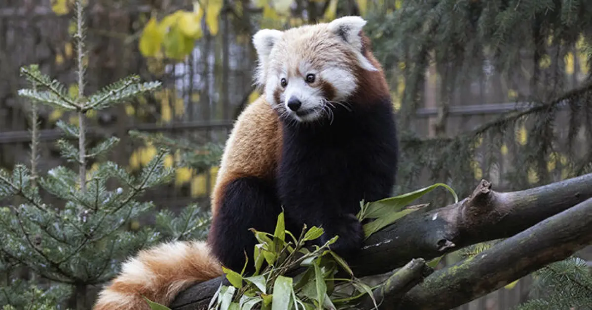 Pim pim -panda hämmästelee uutta tyttöystäväänsä – Korkeasaari alkaa ...