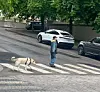 Kiira Korpi ja Pika-koira Eiran kaduilla – salakuva! | Seiska