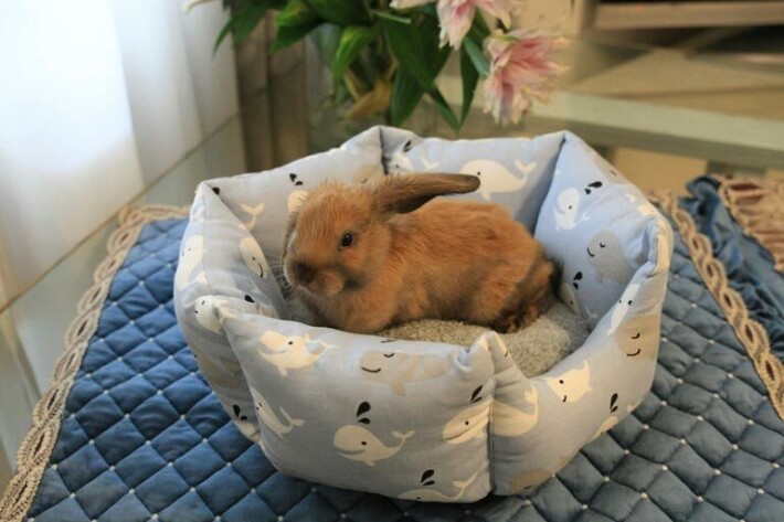 Puput valtasivat olohuoneen! Tosi-tv-kaunotar Alisa Ranta-aho esittelee ...