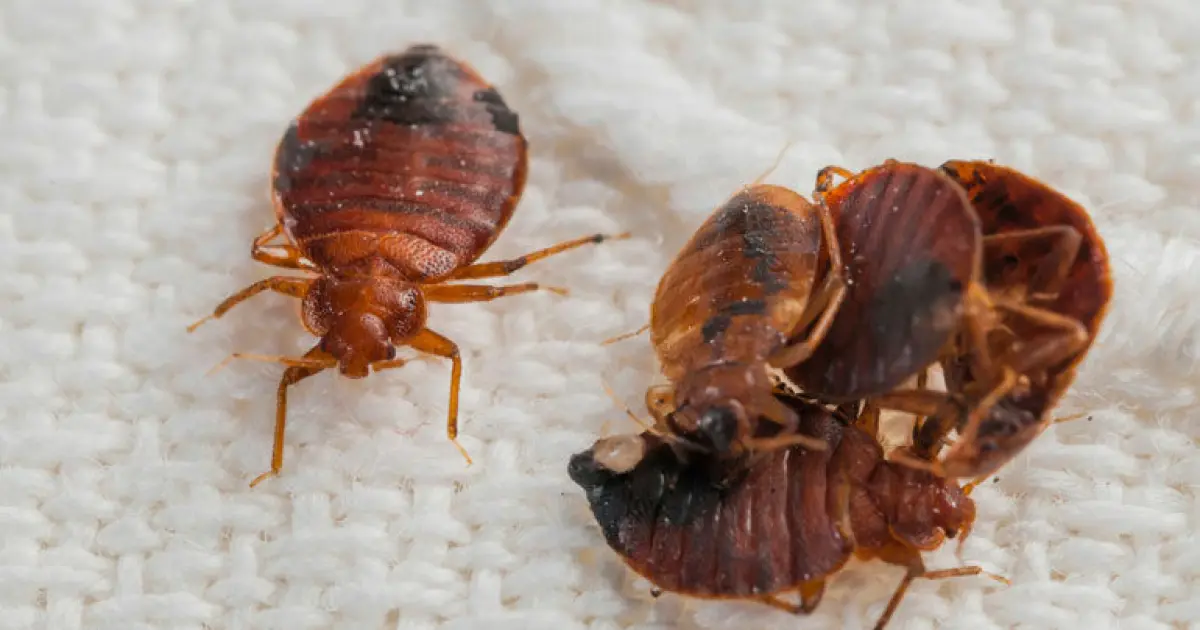 Luteet ovat edelleen matkailijoiden ongelma – näin tarkistat ...