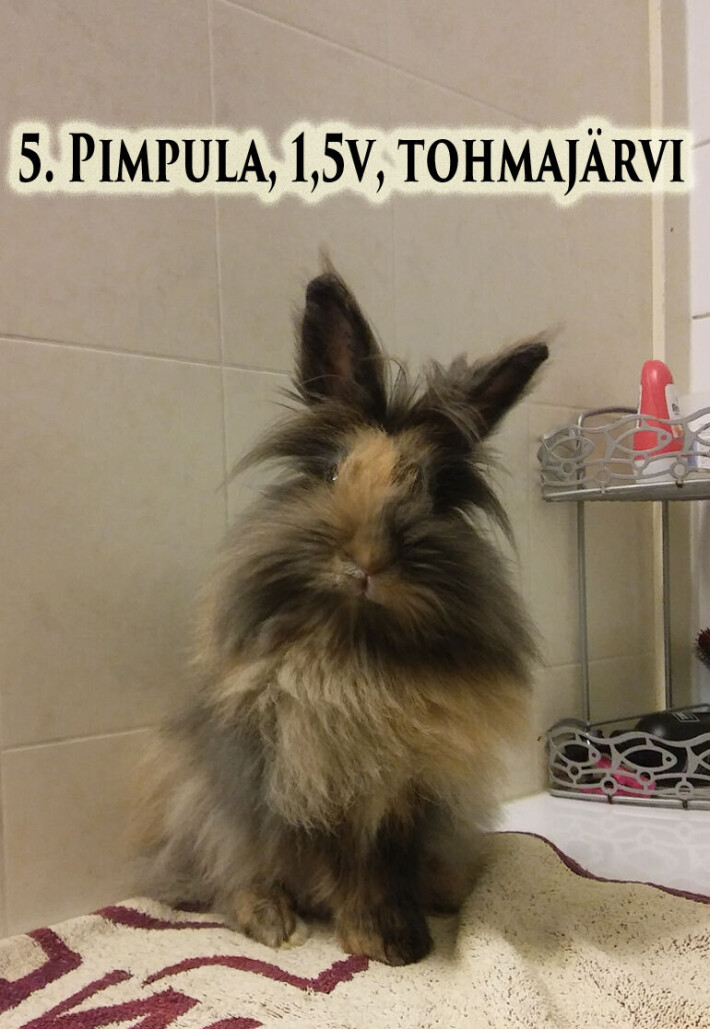 Tässä ovat Lutuisin Lemmikki -finalistit - Äänestä suosikkiasi ja voita ...