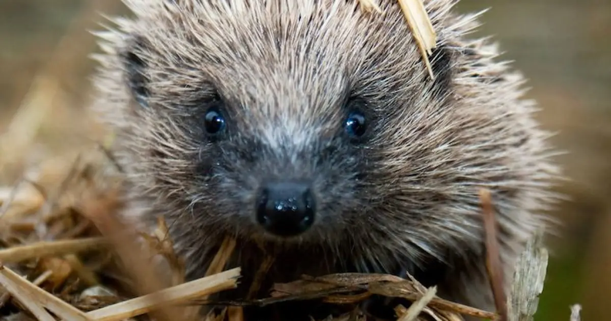 Aww! Liikuntarajoitteinen siili pääsi allasterapiaan!