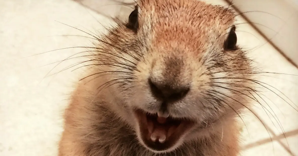 Nyt on yllättävä lemmikki! Preeriakoira muutti koiraperheeseen:rakastaa ...